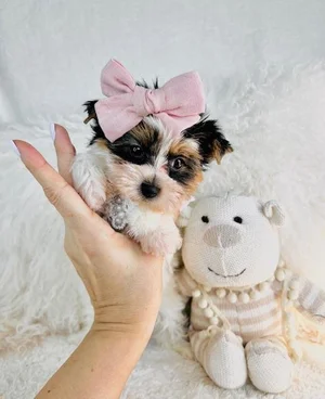 Yorkies & Yorkshire Terriers for Sale — DOG BOUTIQUE STORE