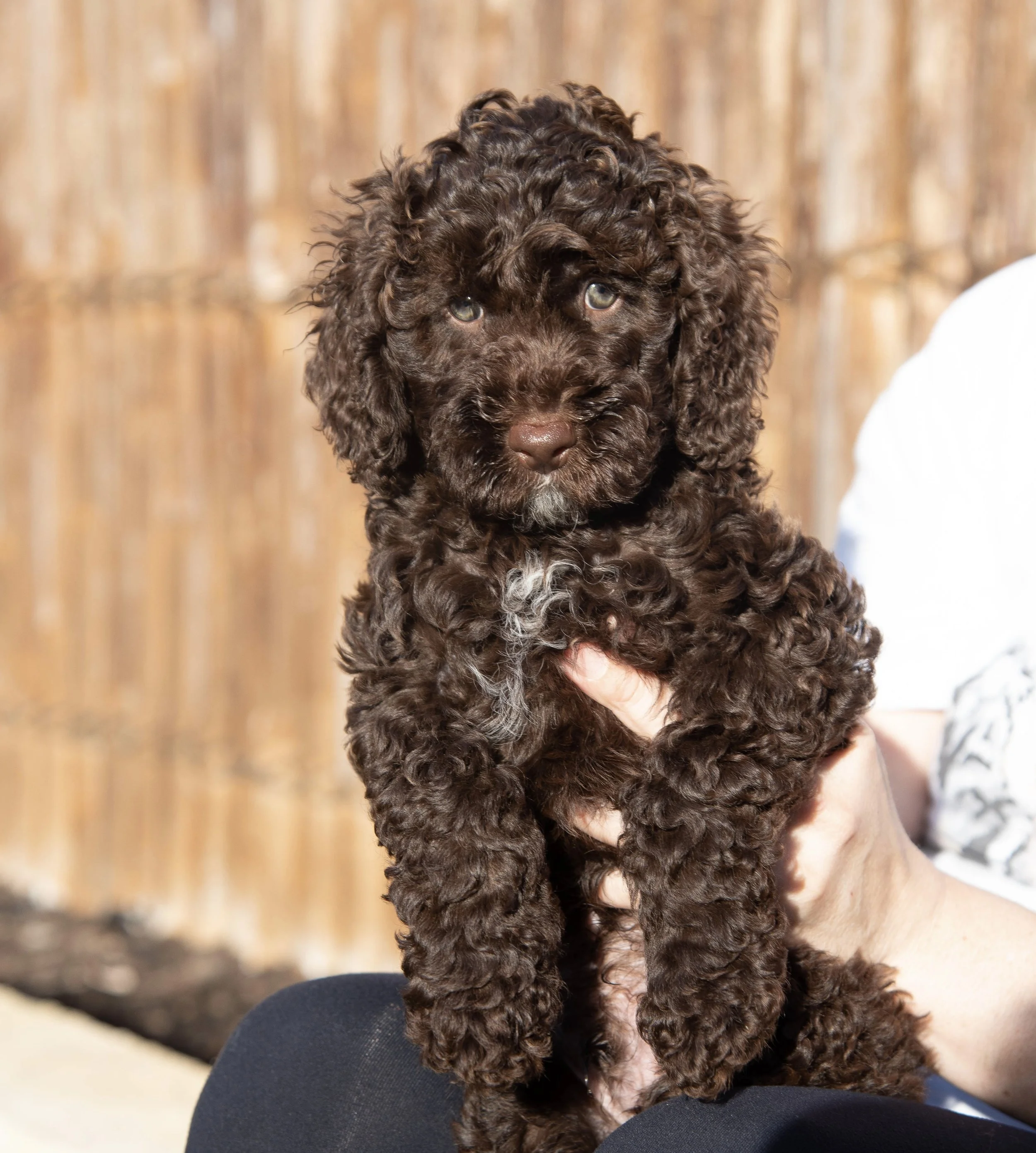 Available Bordoodle Puppies | Perth's Trusted Breeder — info ...