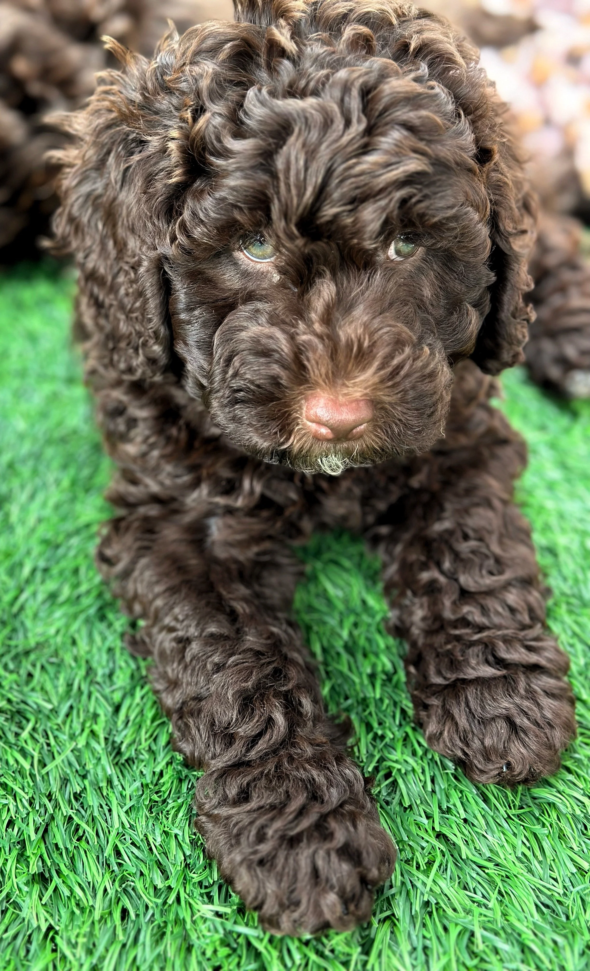 Puppies Available — info@bordoodleswa.com