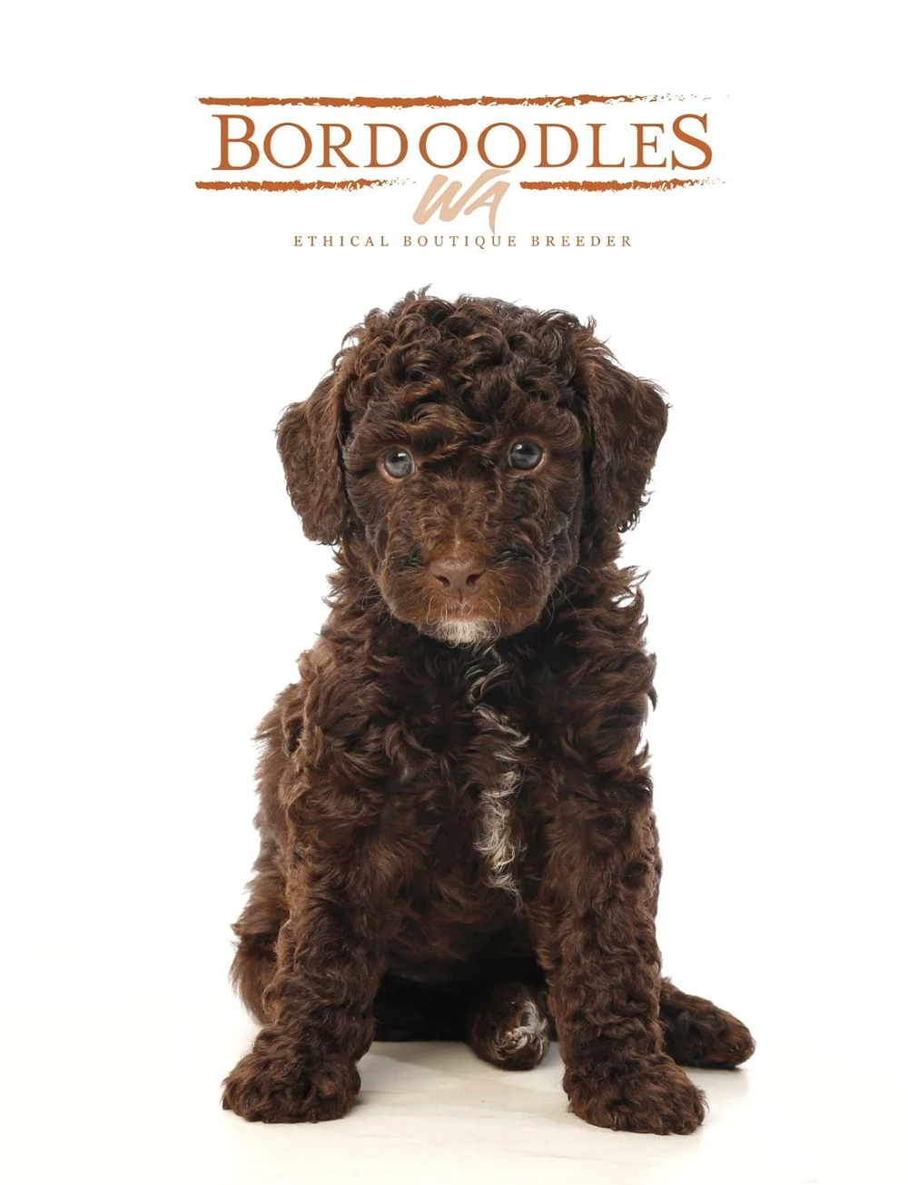 Available Bordoodle Puppies | Perth's Trusted Breeder — info ...