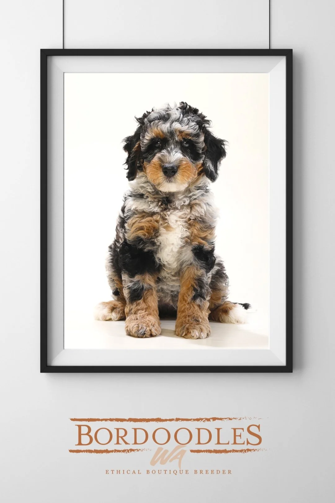 Bordoodle Puppies in Perth | Ethical Breeder - Bordoodles WA