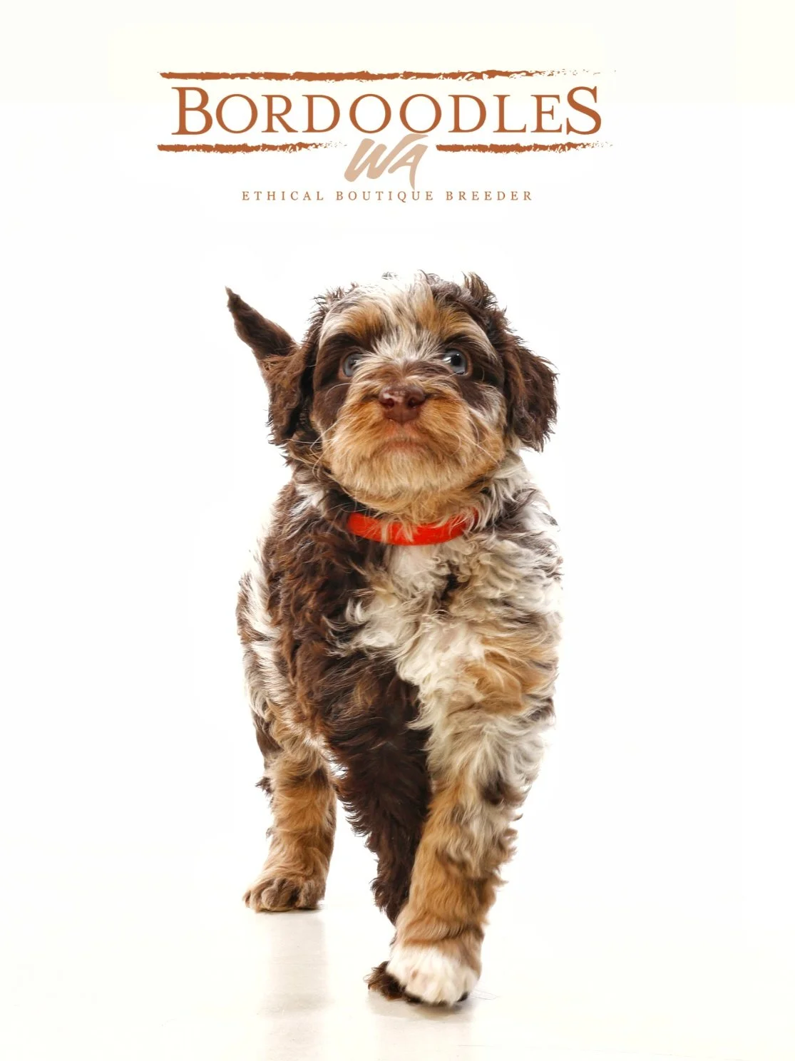 Available Bordoodle Puppies | Perth's Trusted Breeder — info ...
