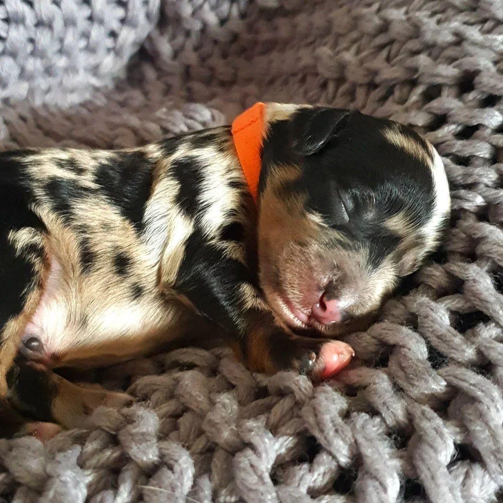 About our Breeding Mama's | Perth's Trusted Bordoodle Breeder — info ...