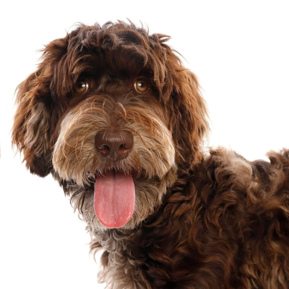 Bordoodle Puppies in Perth | Ethical Breeder - Bordoodles WA