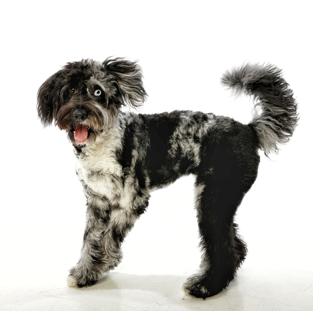 Bordoodle Puppies in Perth | Ethical Breeder - Bordoodles WA