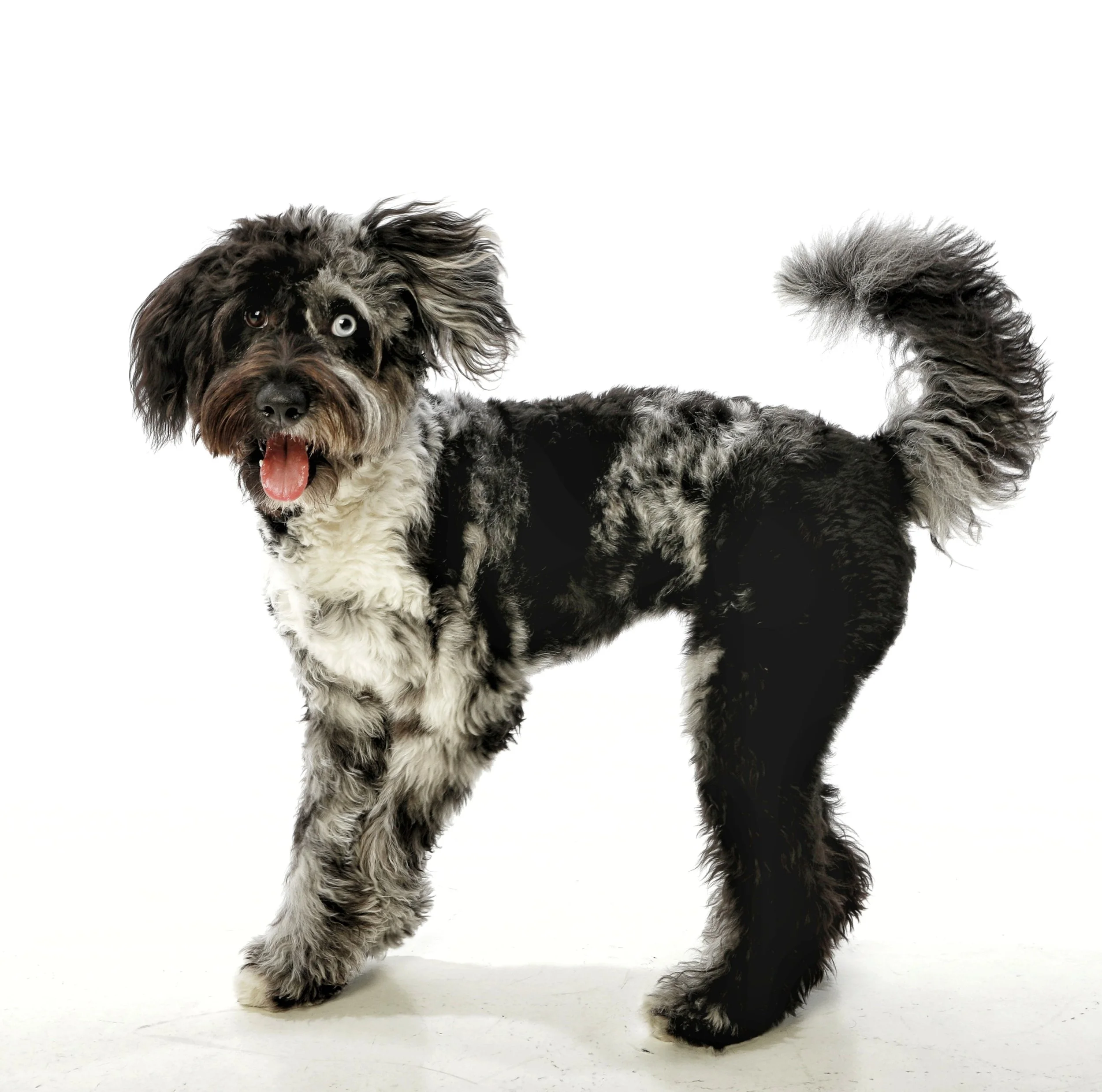 Bordoodle Puppies in Perth | Ethical Breeder - Bordoodles WA