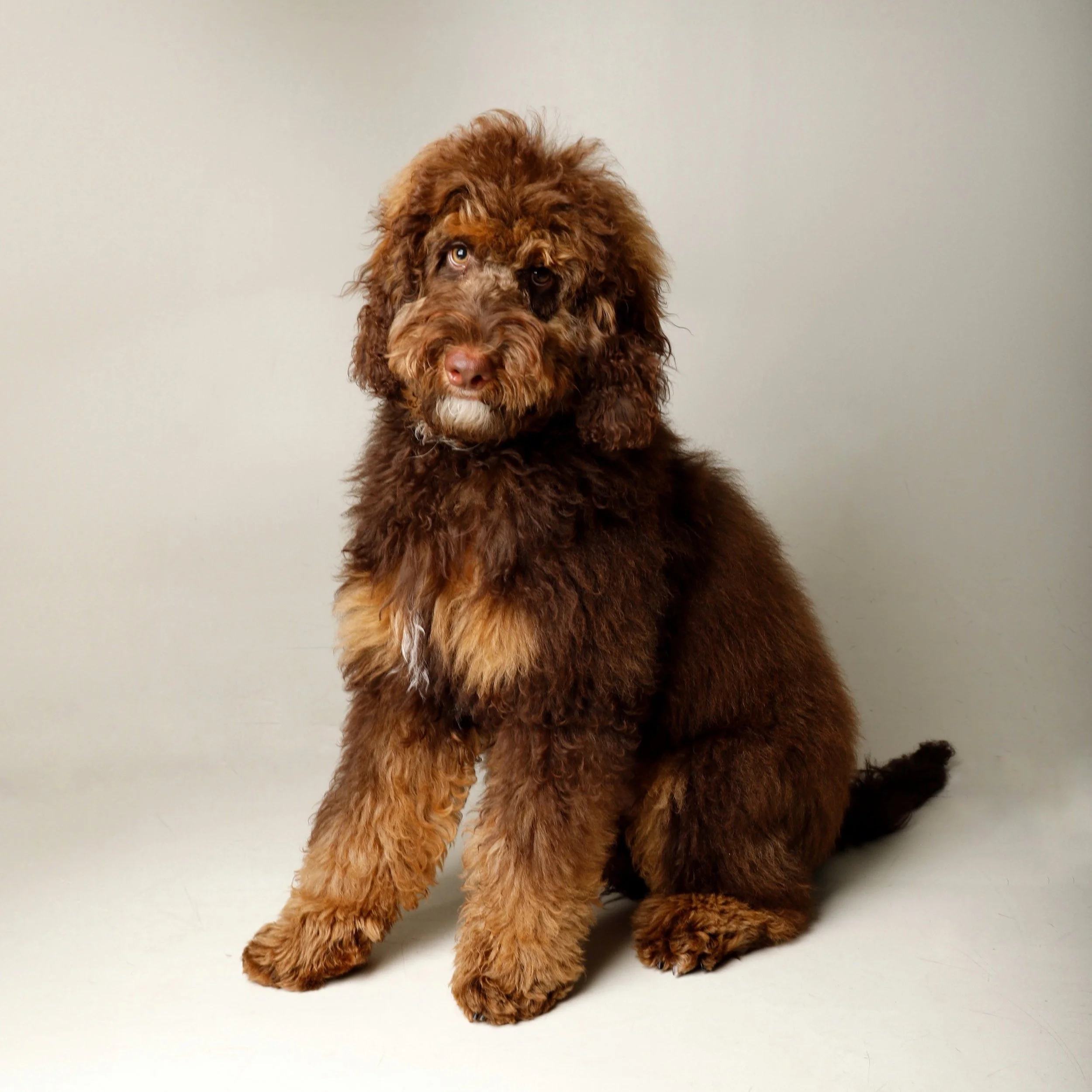 Puppies Available — info@bordoodleswa.com
