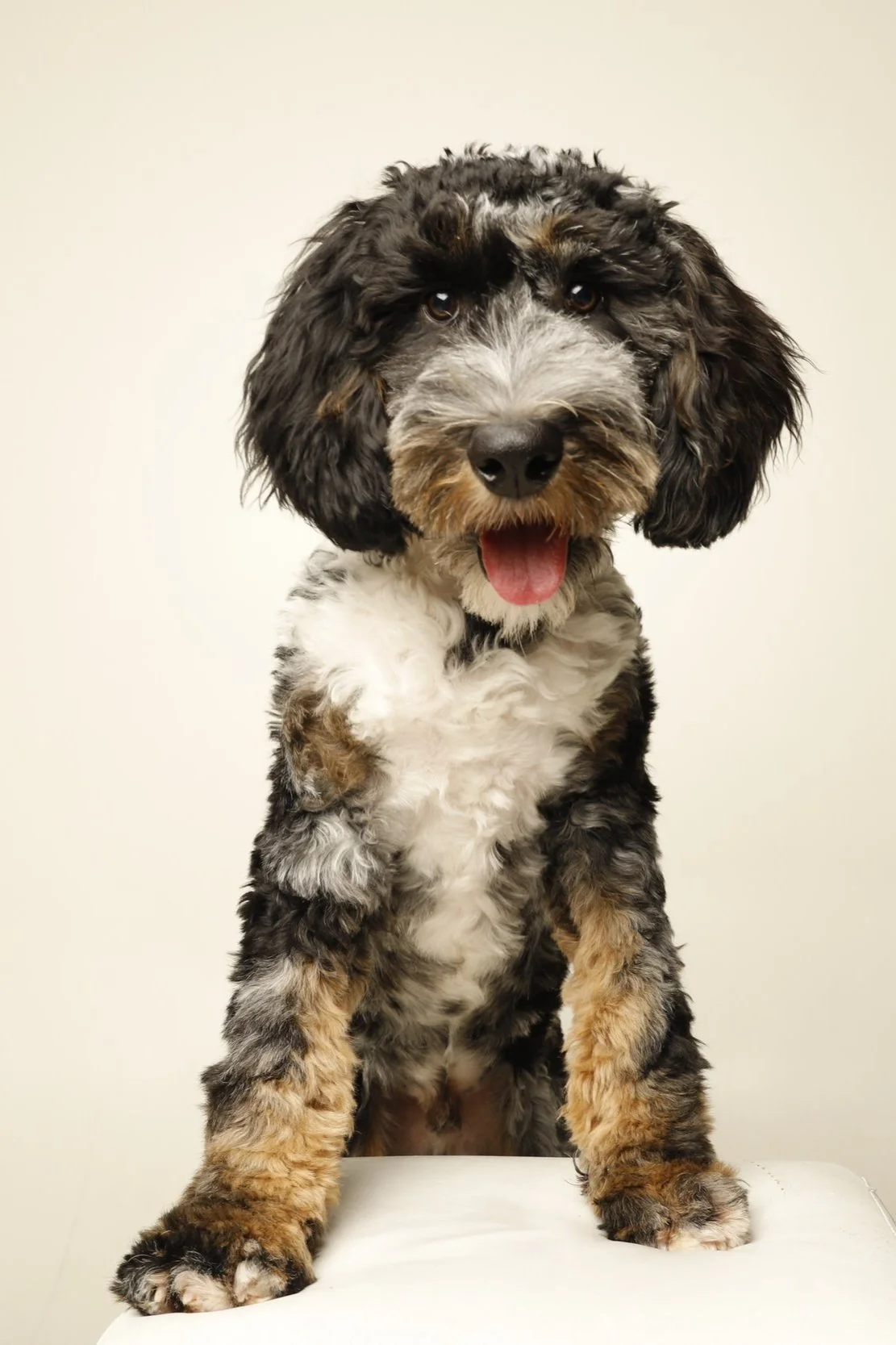 Meet our Mamas — info@bordoodleswa.com