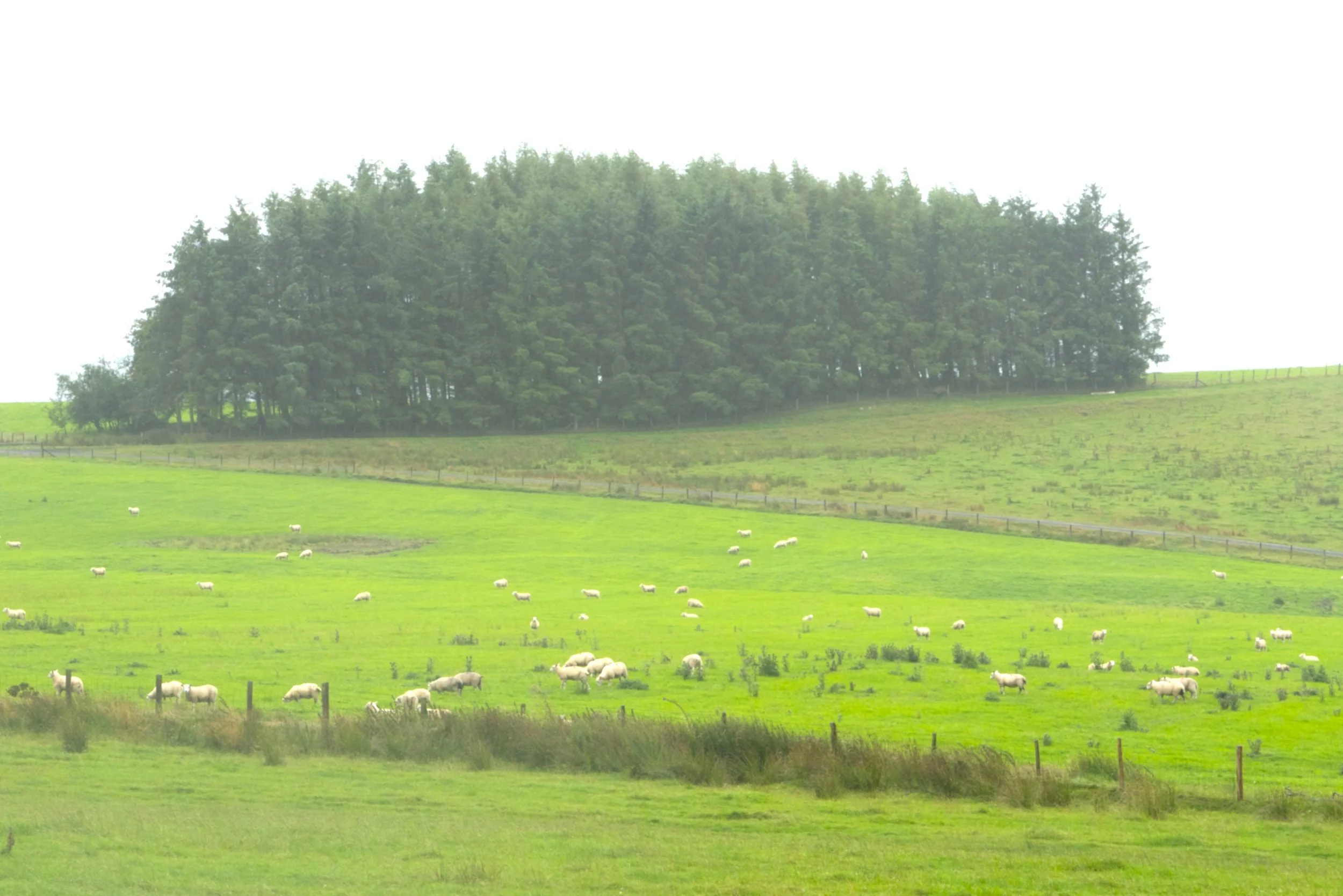 Wern Farm — Wilba Conservation
