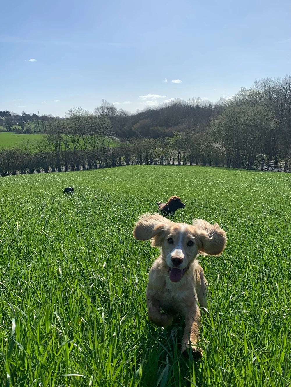 Tilly's Dog Exercise Field