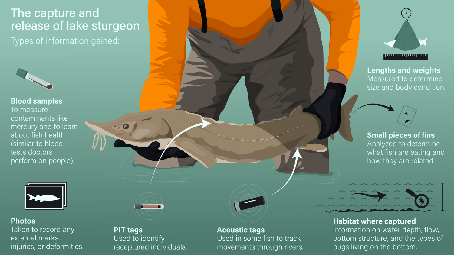 Our Research — Learning From Lake Sturgeon