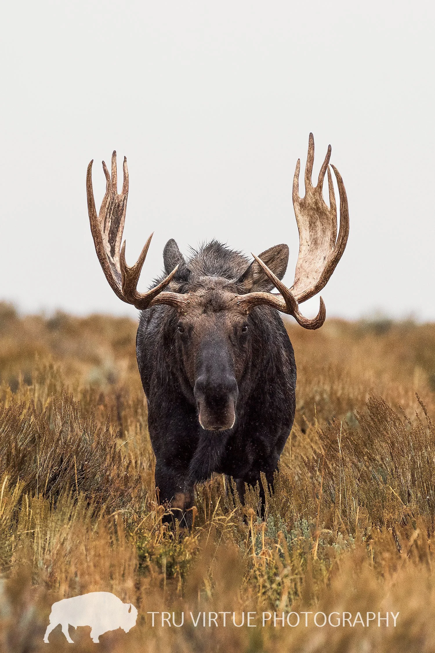FALL MOOSE — TRU VIRTUE PHOTOGRAPHY