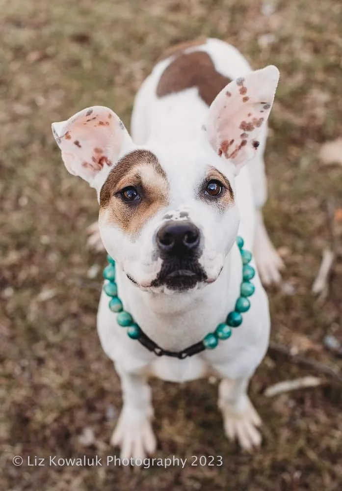 Available for Adoption — Ridge's Rescue