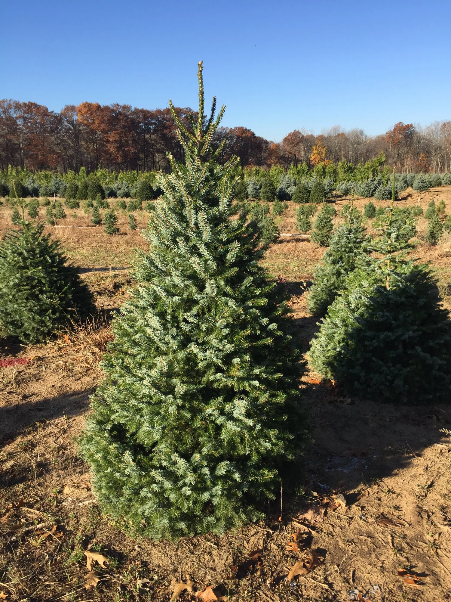 Serbian Spruce | Discover Serbian Spruce — Buy Now — Armintrout's