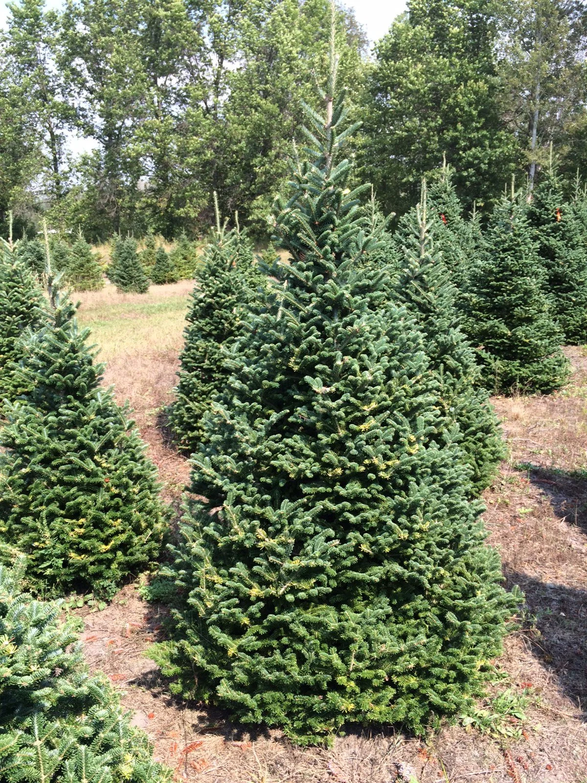 Fraser Fir | Discover Quality Fraser Fir Trees — Armintrout's