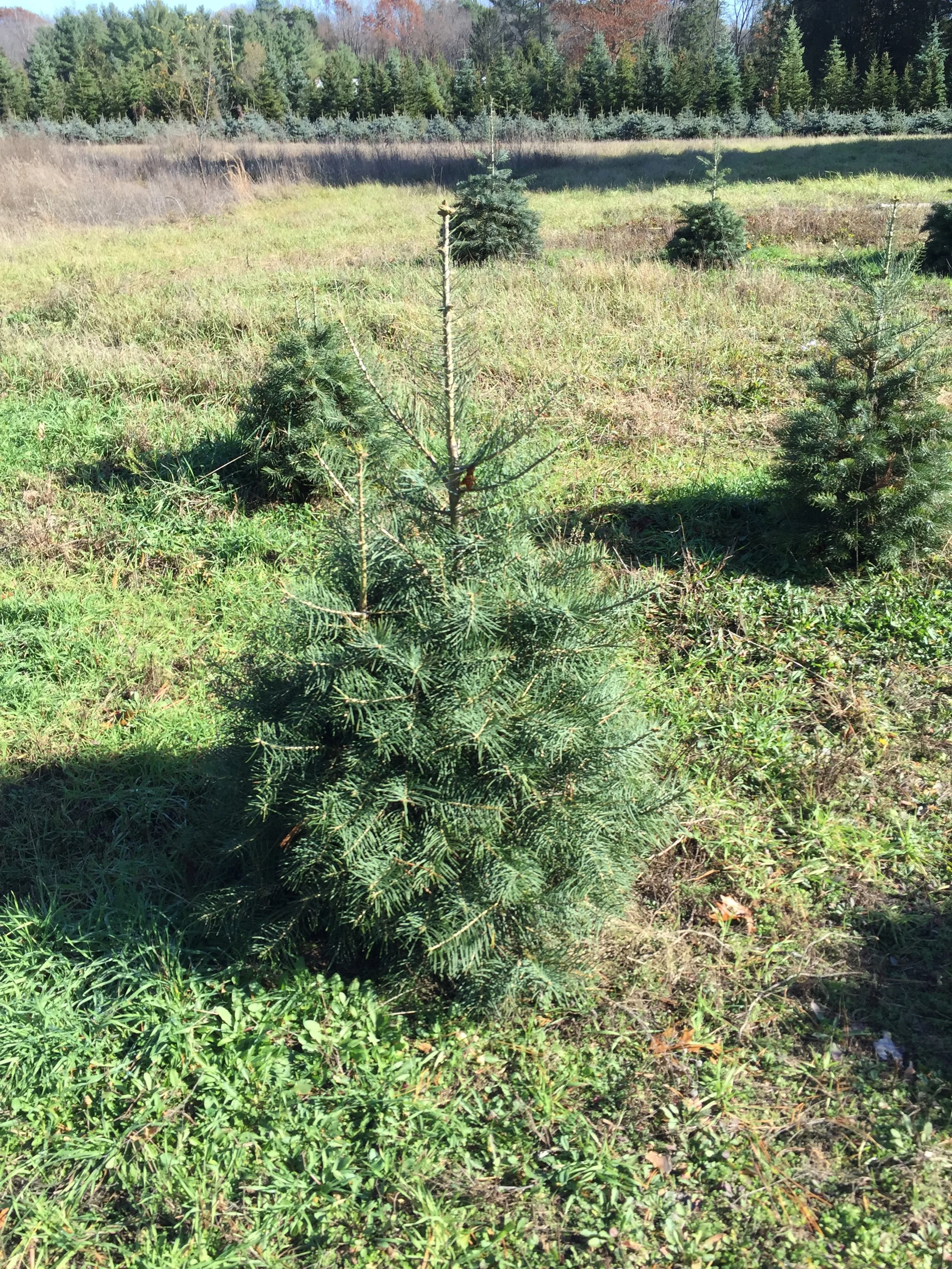 Concolor Fir | Discover Concolor Fir Trees Today — Armintrout's