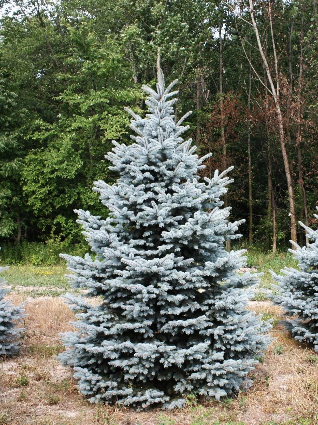 Baby Blue Colorado Spruce | Explore Blue Spruce Options Today ...