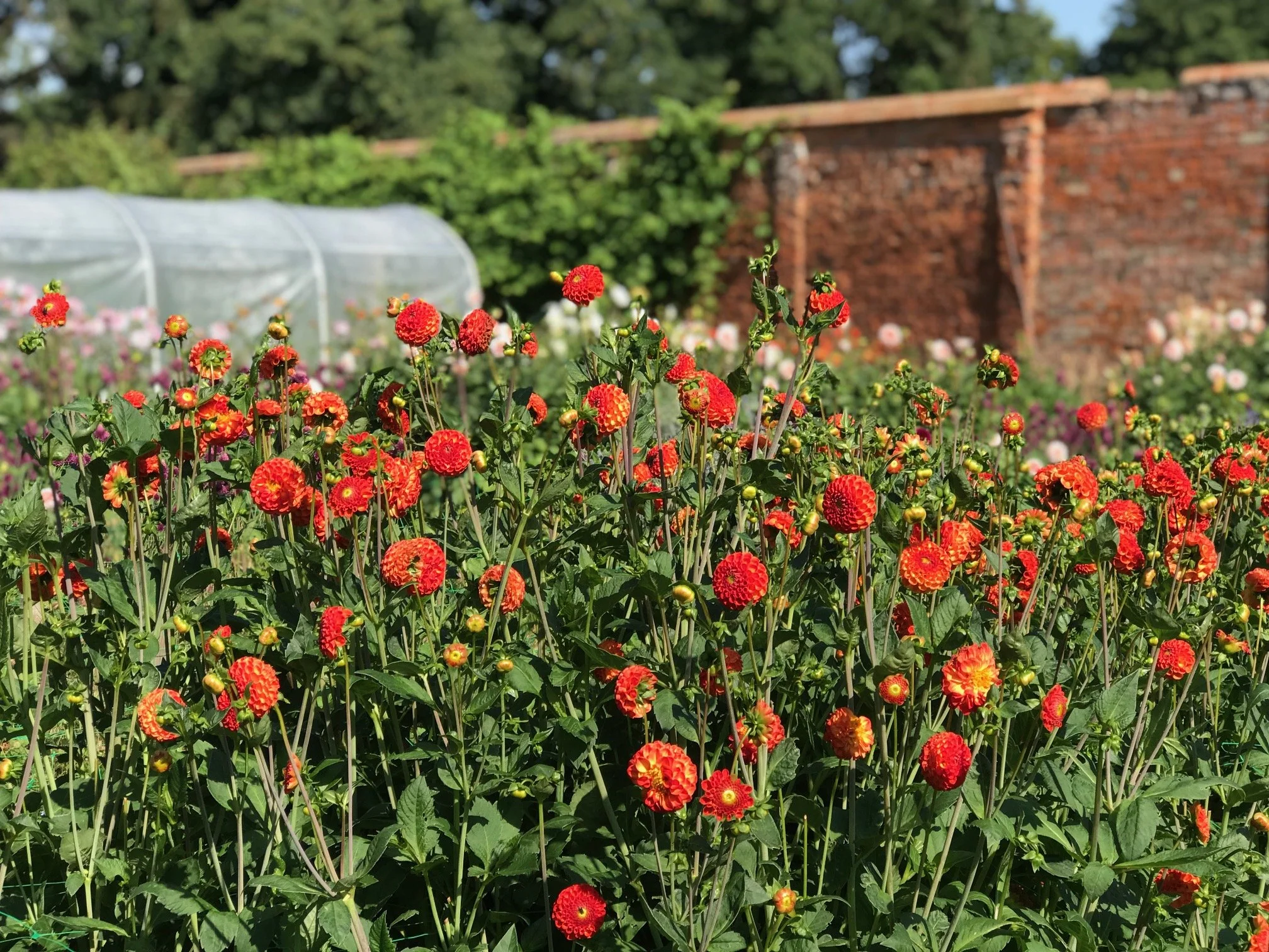 HOWBURY FARM FLOWERS - BRITISH FLOWER FARM - BEDFORDSHIRE FLOWER ...
