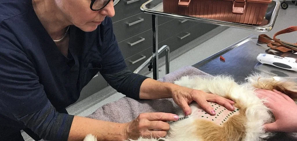 Information for Vets — Animal Dermatology Canterbury