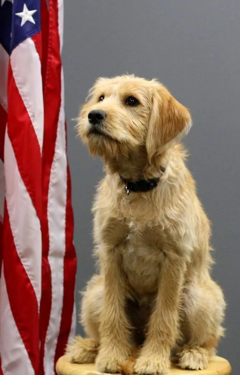 Hope the Therapy Dog | Support Hope the Therapy Dog — Ventura Fire ...