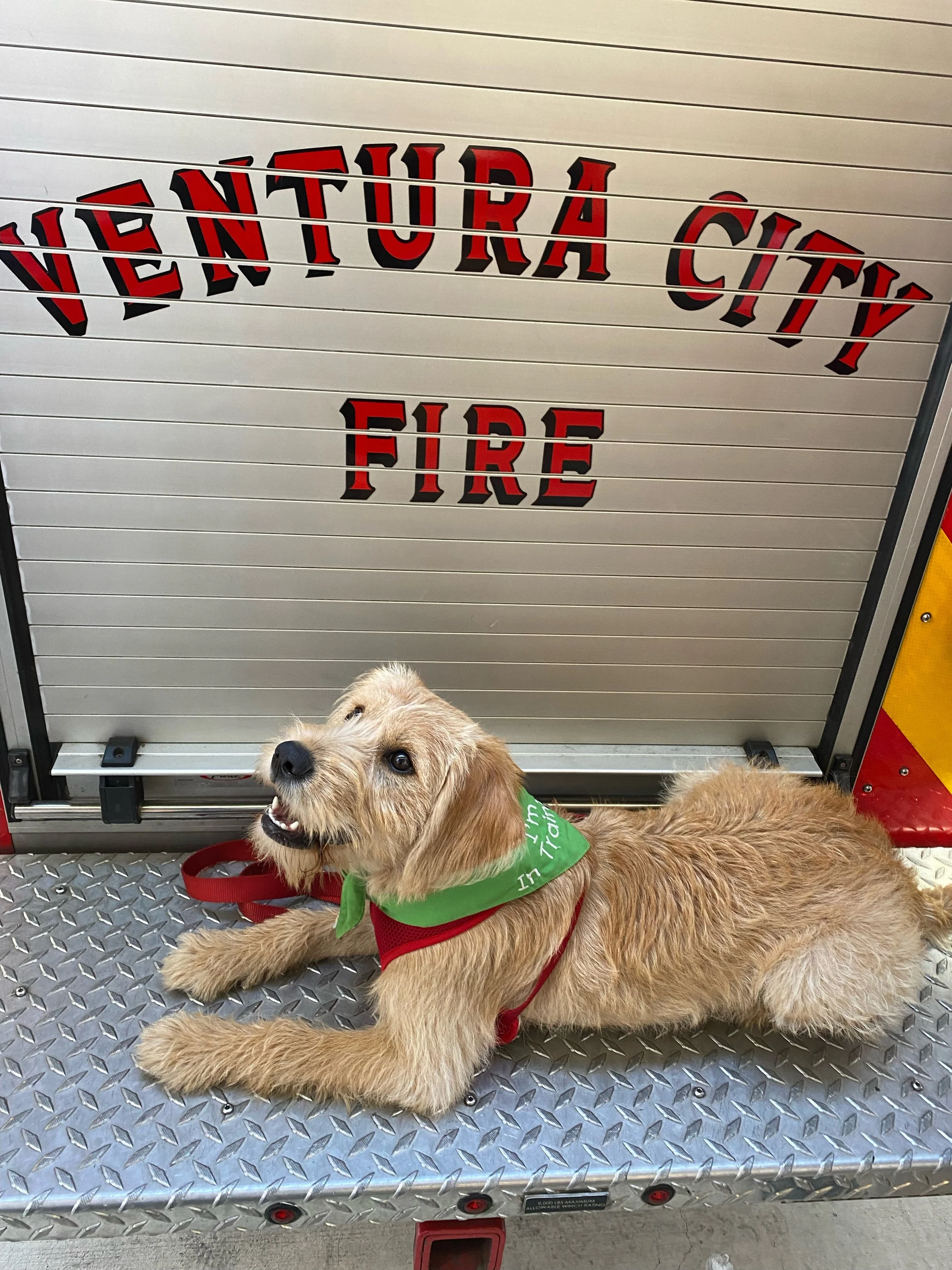 Hope the Therapy Dog | Support Hope the Therapy Dog — Ventura Fire ...