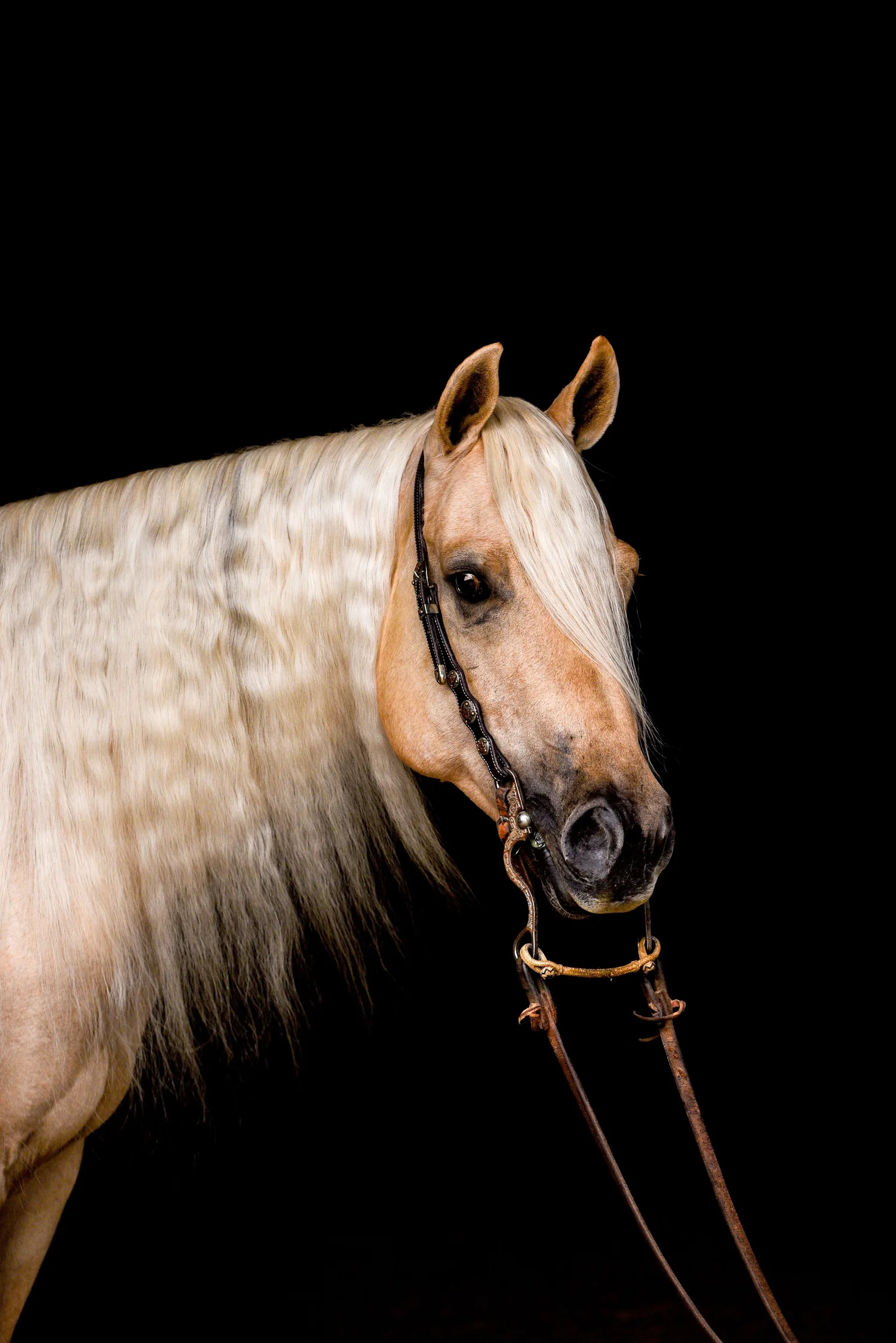 Gary Cooper Performance Horses
