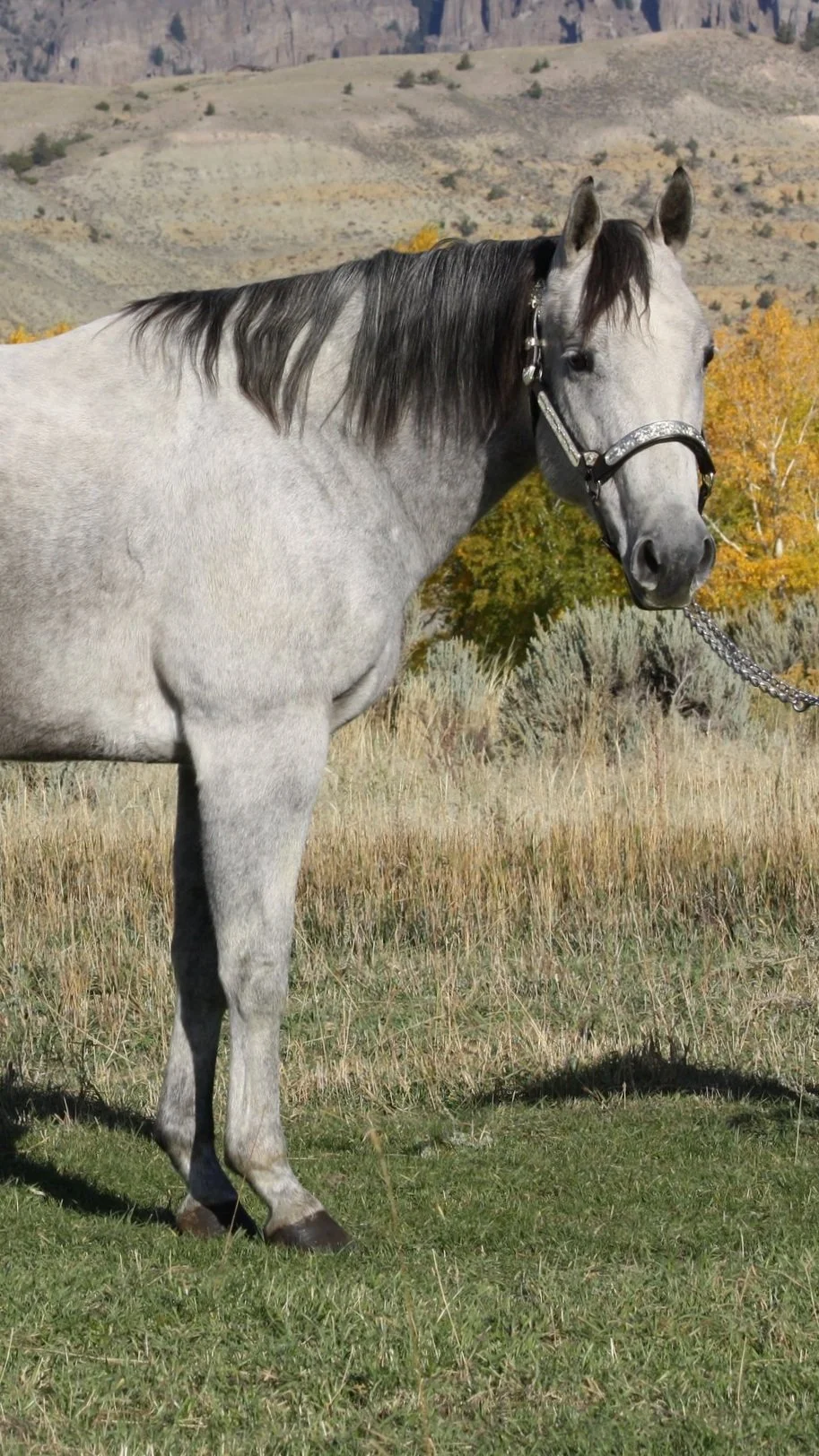 For Sale — Gary Cooper Performance Horses