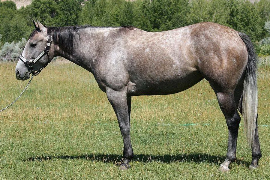 For Sale — Gary Cooper Performance Horses