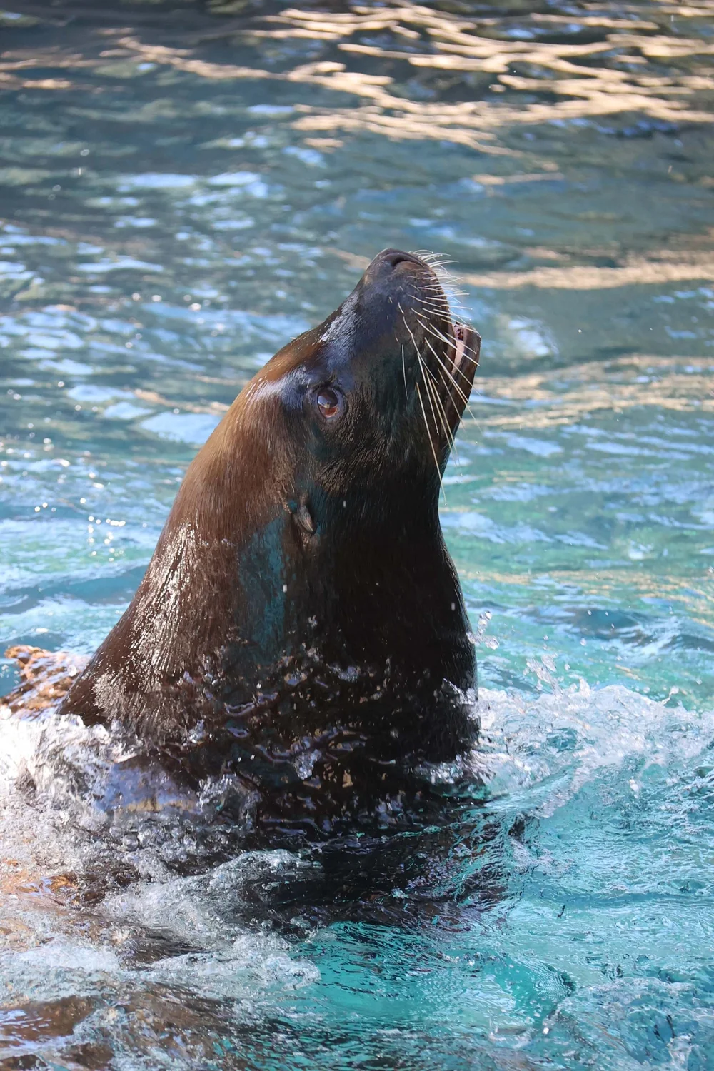 Things to see and do at Taronga Zoo — Incidentally Sydney