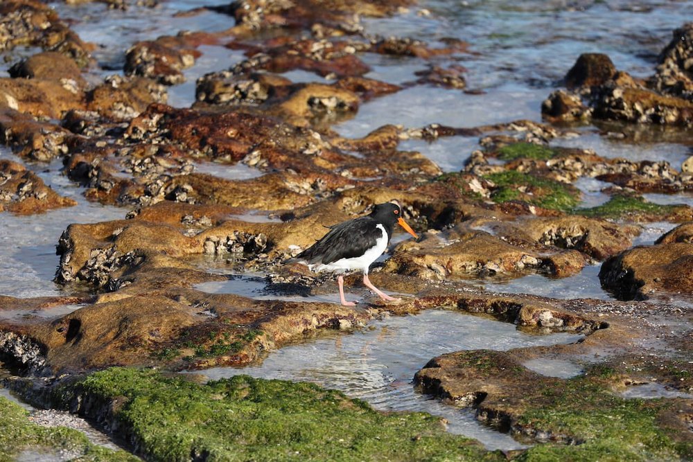 Kamay Bay Botany Bay to Bonna Point Reserve return walk — Incidentally ...
