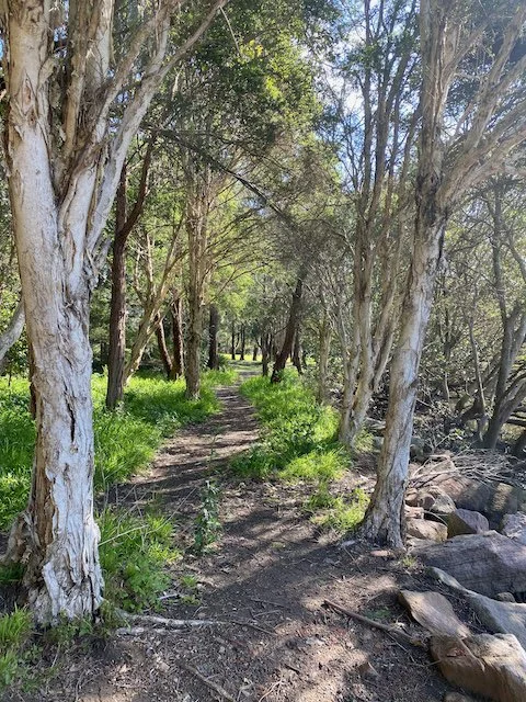 Cooks River loop walk — Incidentally Sydney
