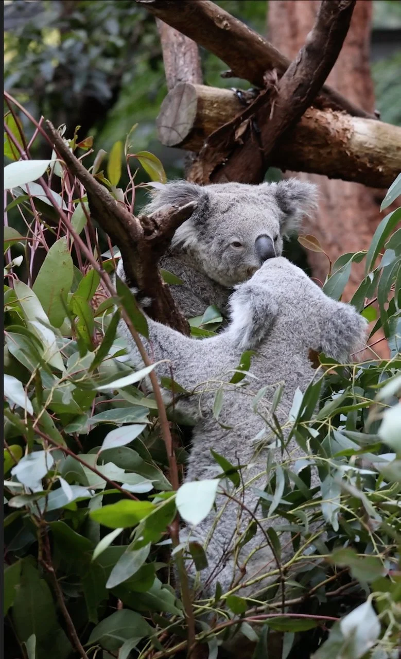 Things to see and do at Taronga Zoo — Incidentally Sydney
