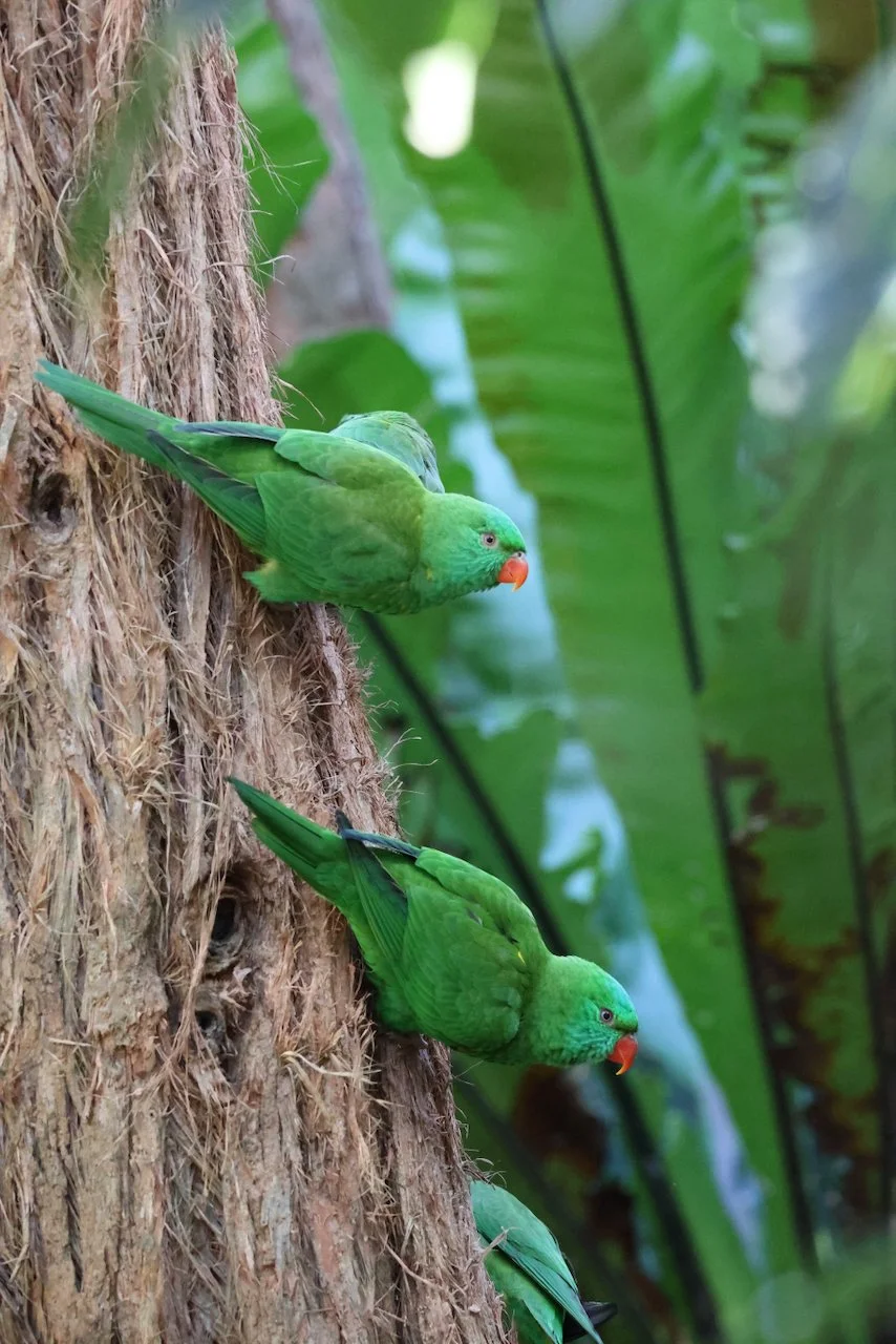 Things to see and do at Taronga Zoo — Incidentally Sydney