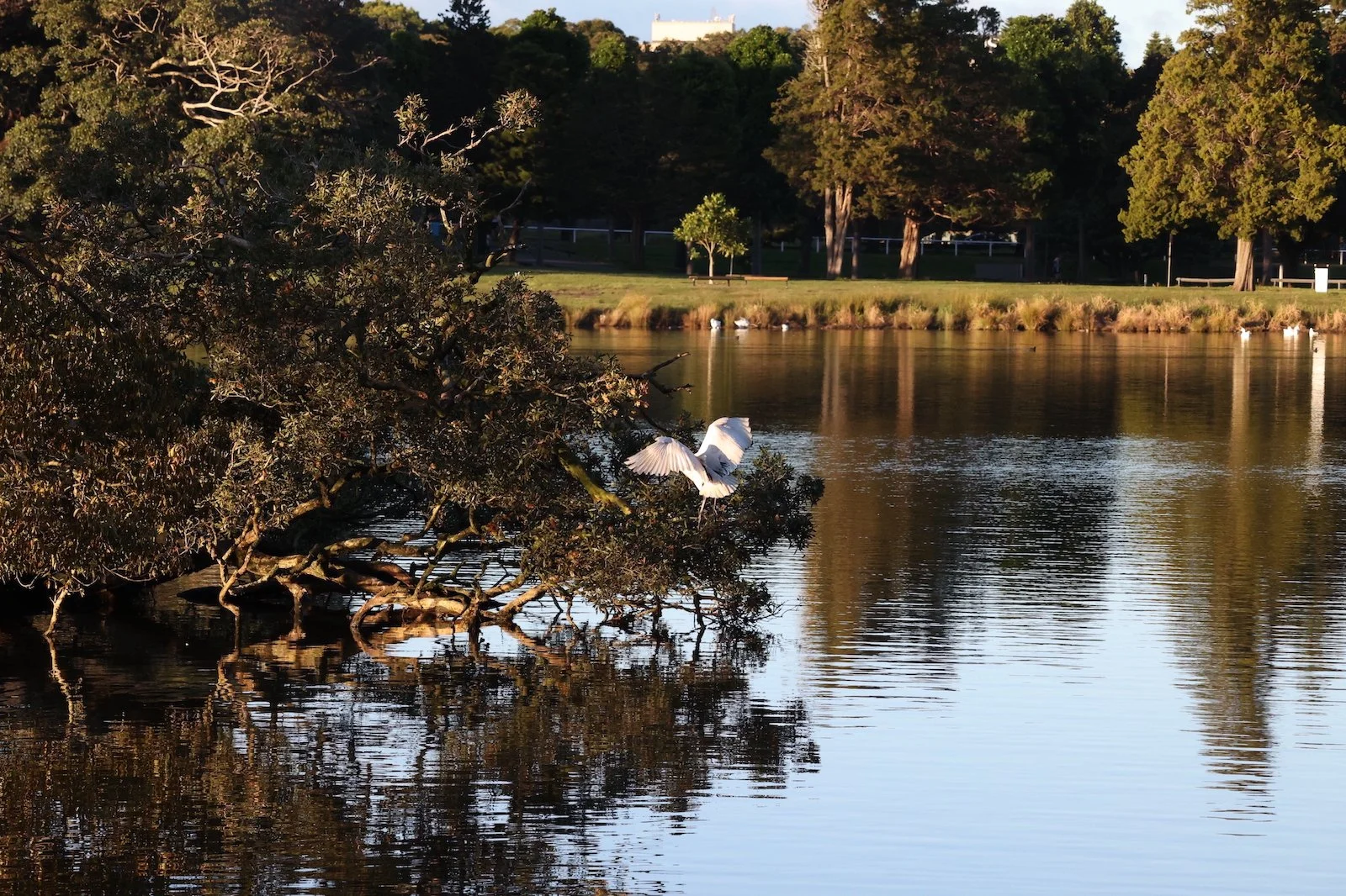 Best birdwatching spots in Sydney — Incidentally Sydney
