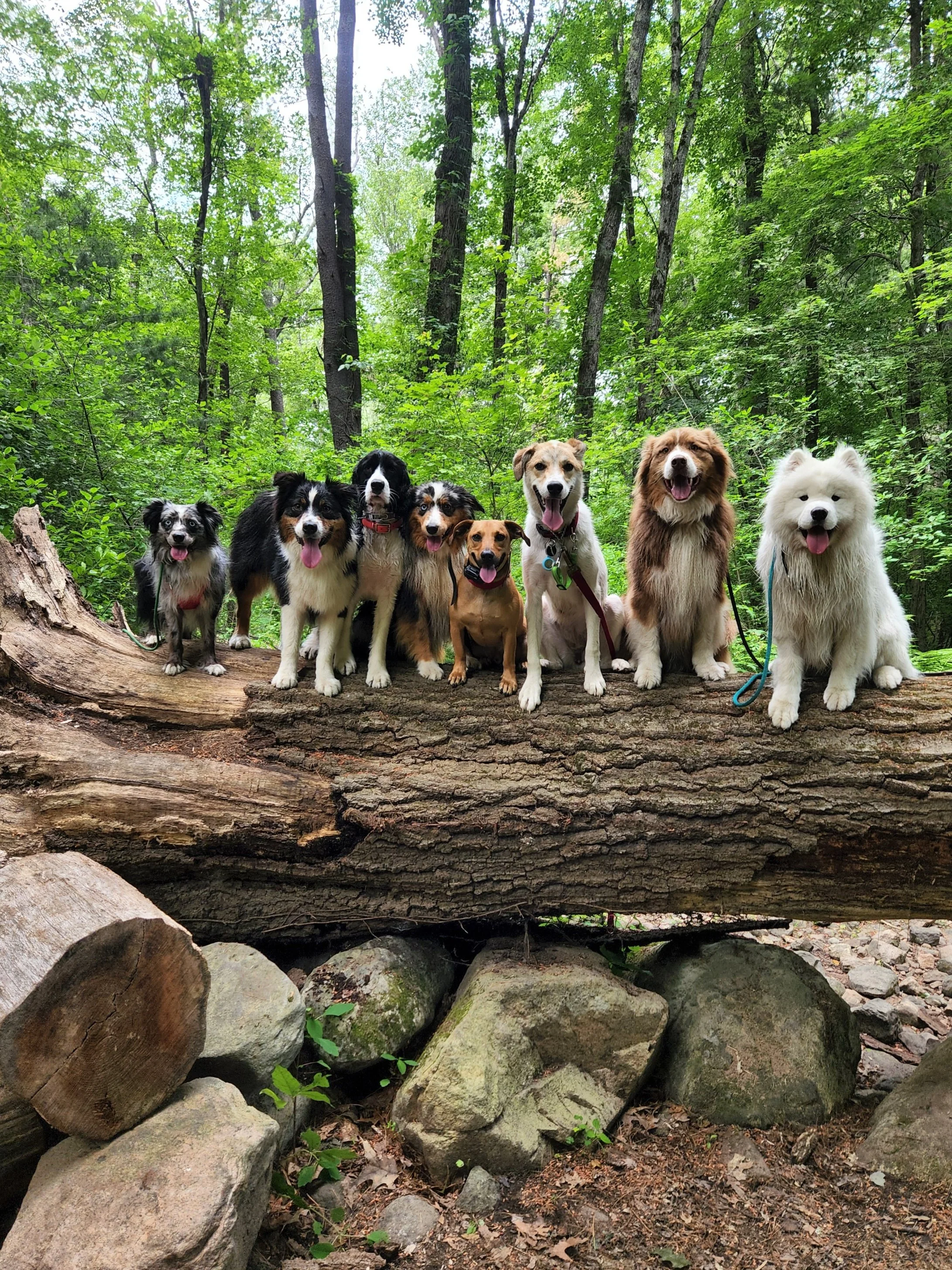 Dog Walking Services — The Dog Slob