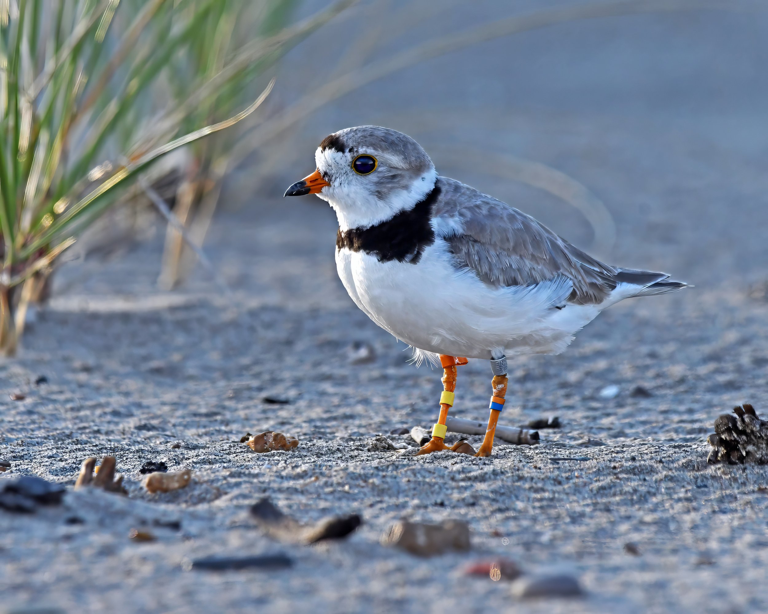 Piping Plovers Rebound on the Lake Huron Coast — Lake Huron Forever