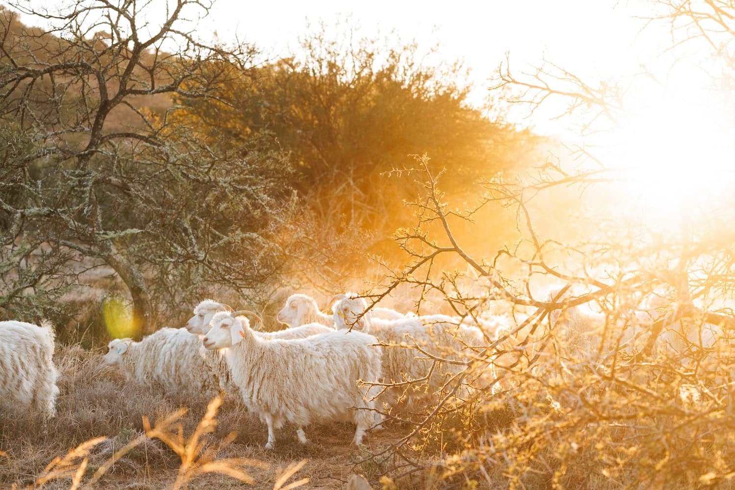 Mohair South Africa
