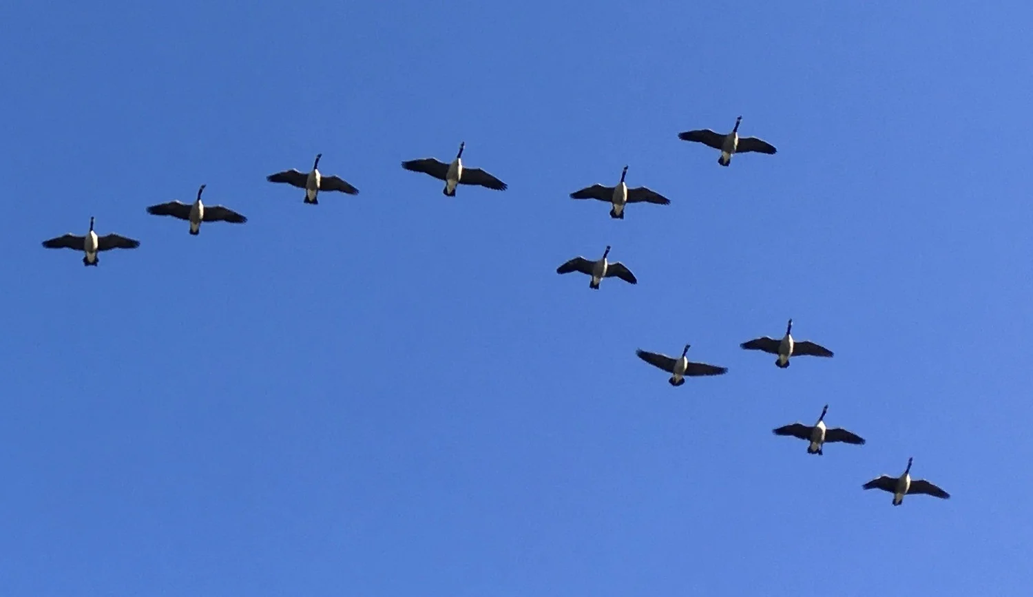 Seasonal Migrations — Central Farm Markets