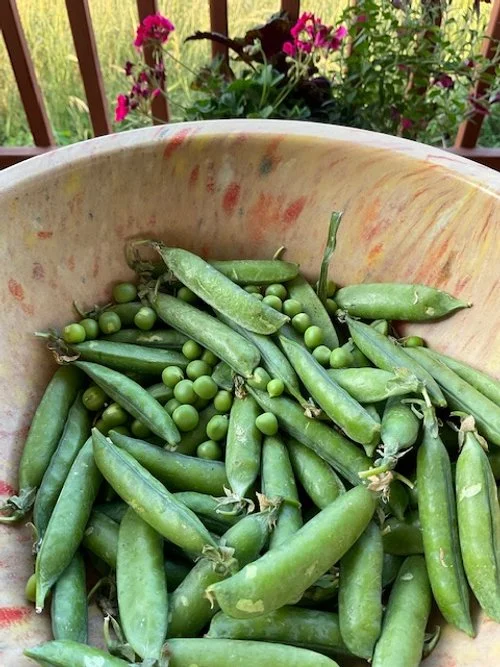 Shelling Peas — Central Farm Markets