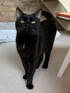 City Kitty Cat Care