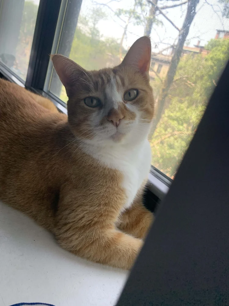 Services — City Kitty Cat Care