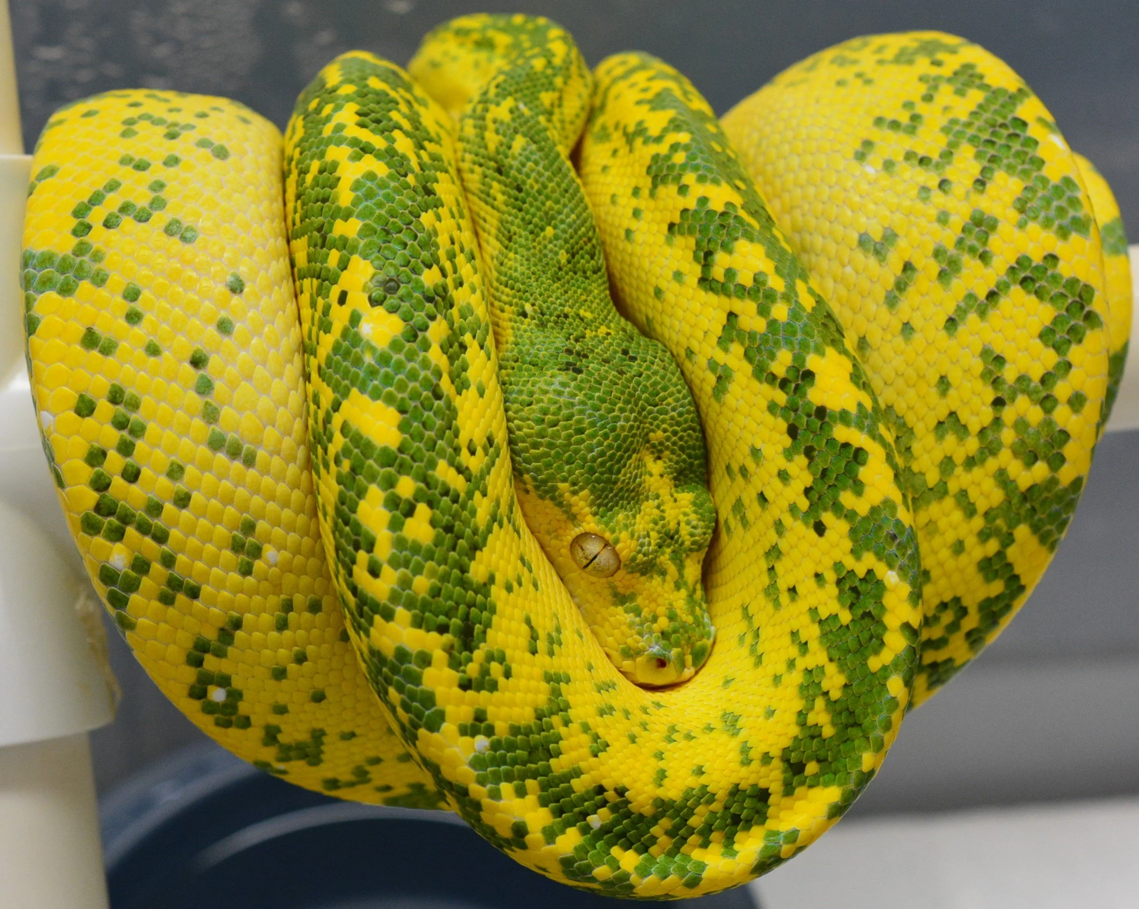 Sub-Adults — JL Chondros