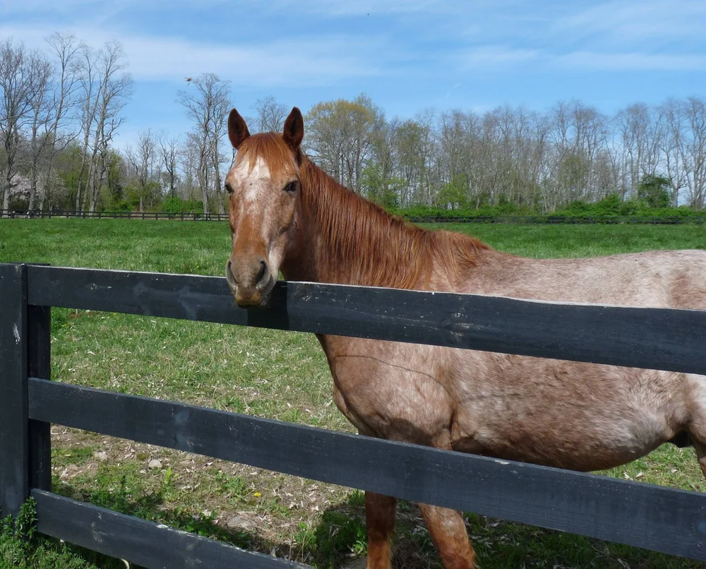 Shadow — Lucky Orphans Horse Rescue