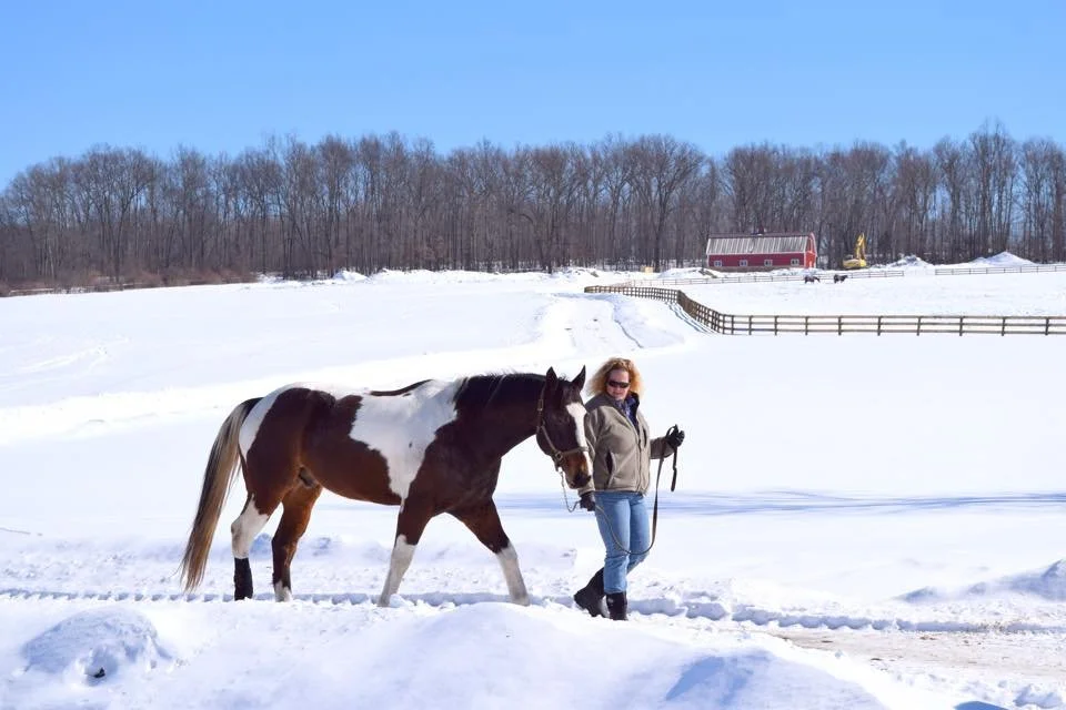 Meet the Board — Lucky Orphans Horse Rescue