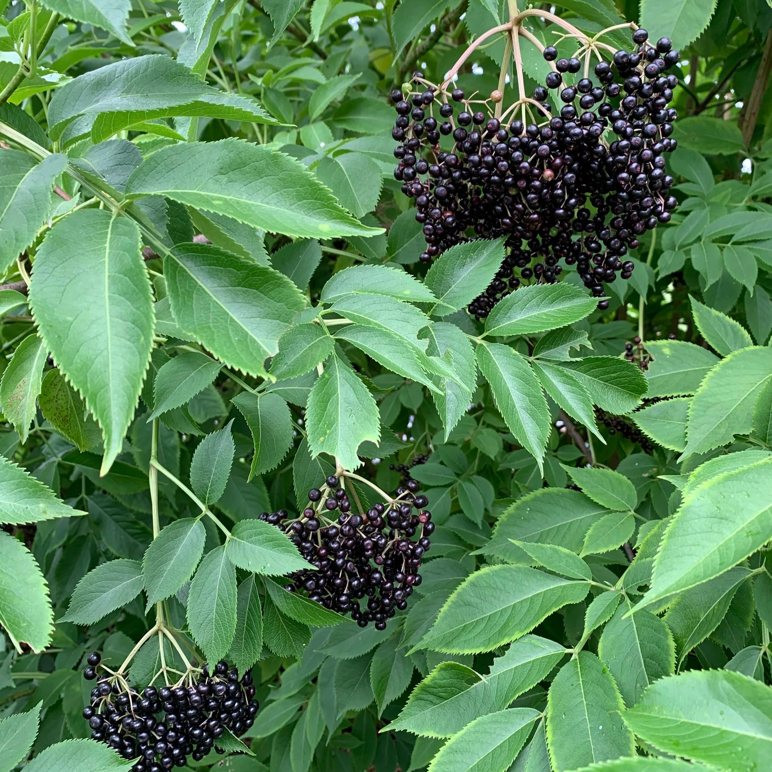 HAZEL WITCH FARM + FLORALS