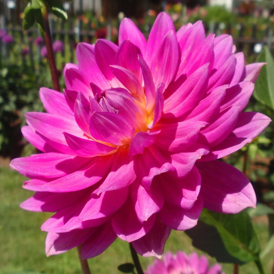 General 5 — Portland Dahlia Society