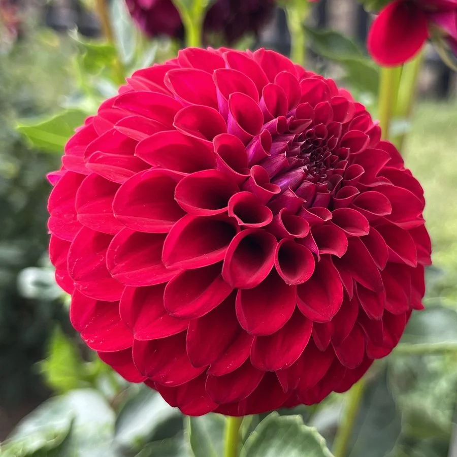 General 5 — Portland Dahlia Society