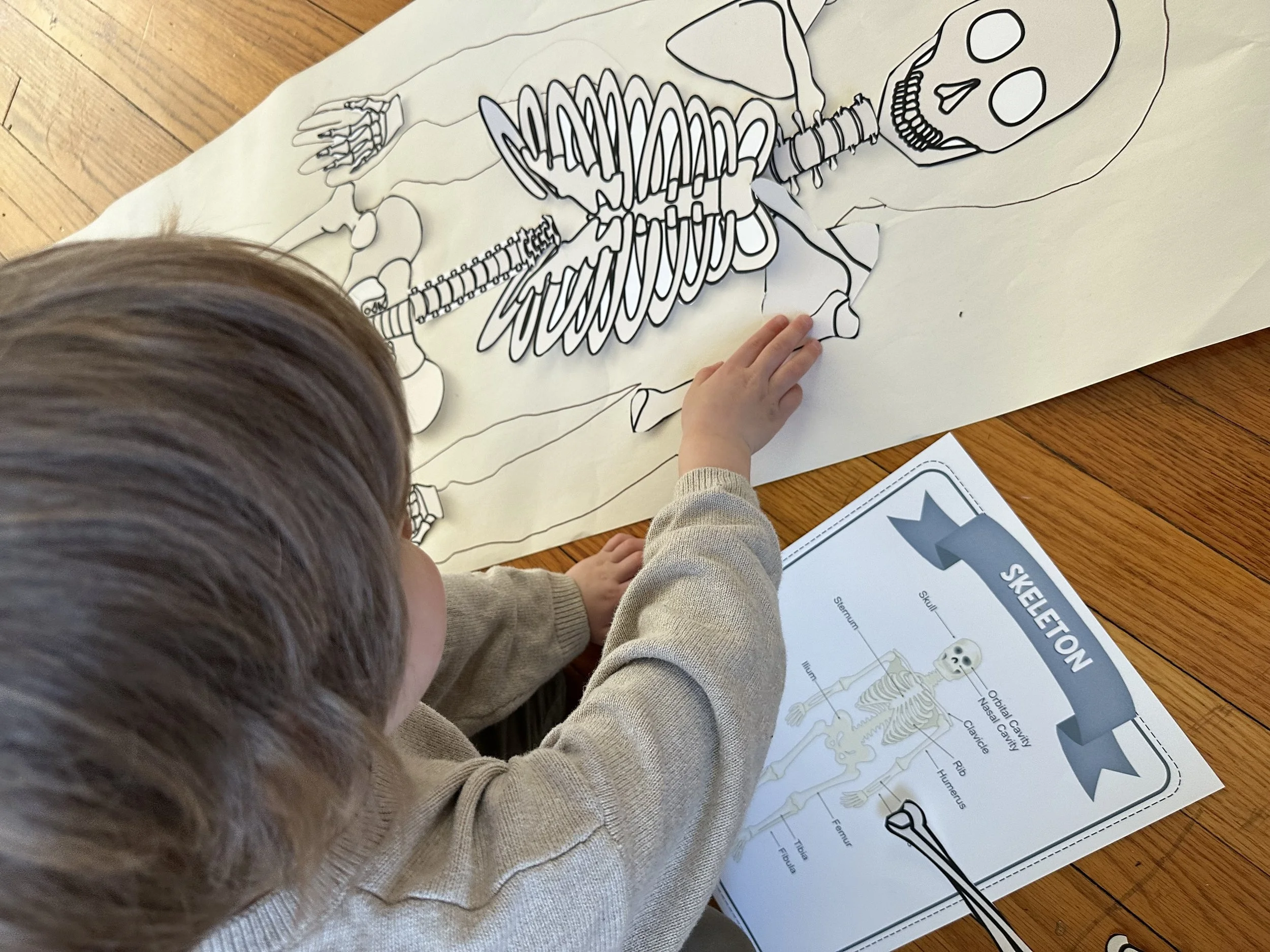 Human Body Pre-K Unit — Home and on the Way