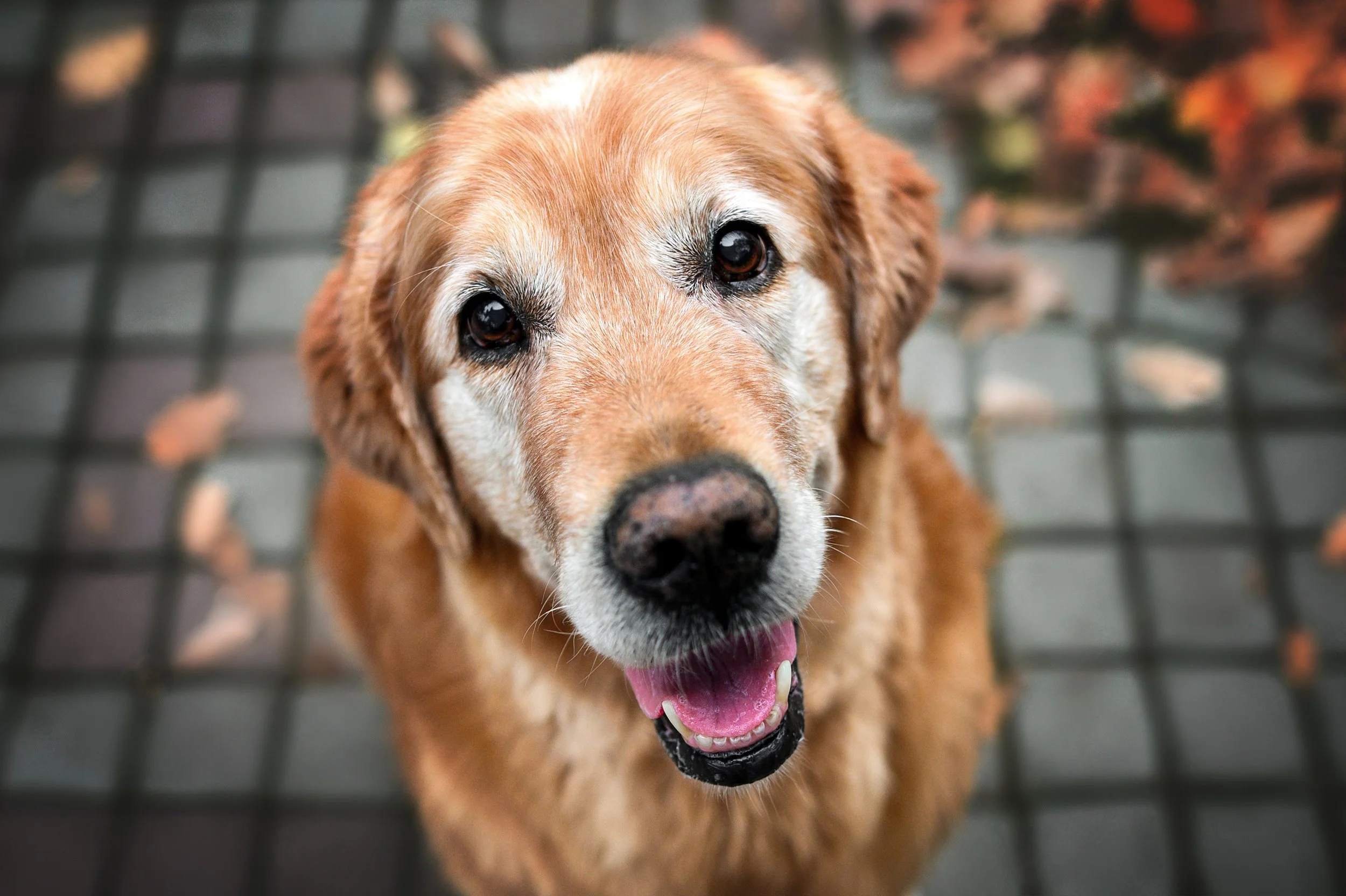 7 Benefits of Adopting a Senior Dog: Why Elderly Dogs Make Great Companions — The Pooch Mobile