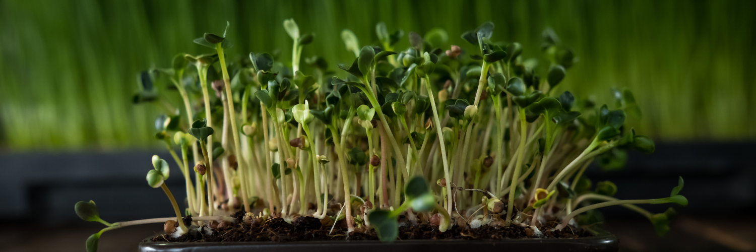 Microgreens — Crooked Tail Family Farm
